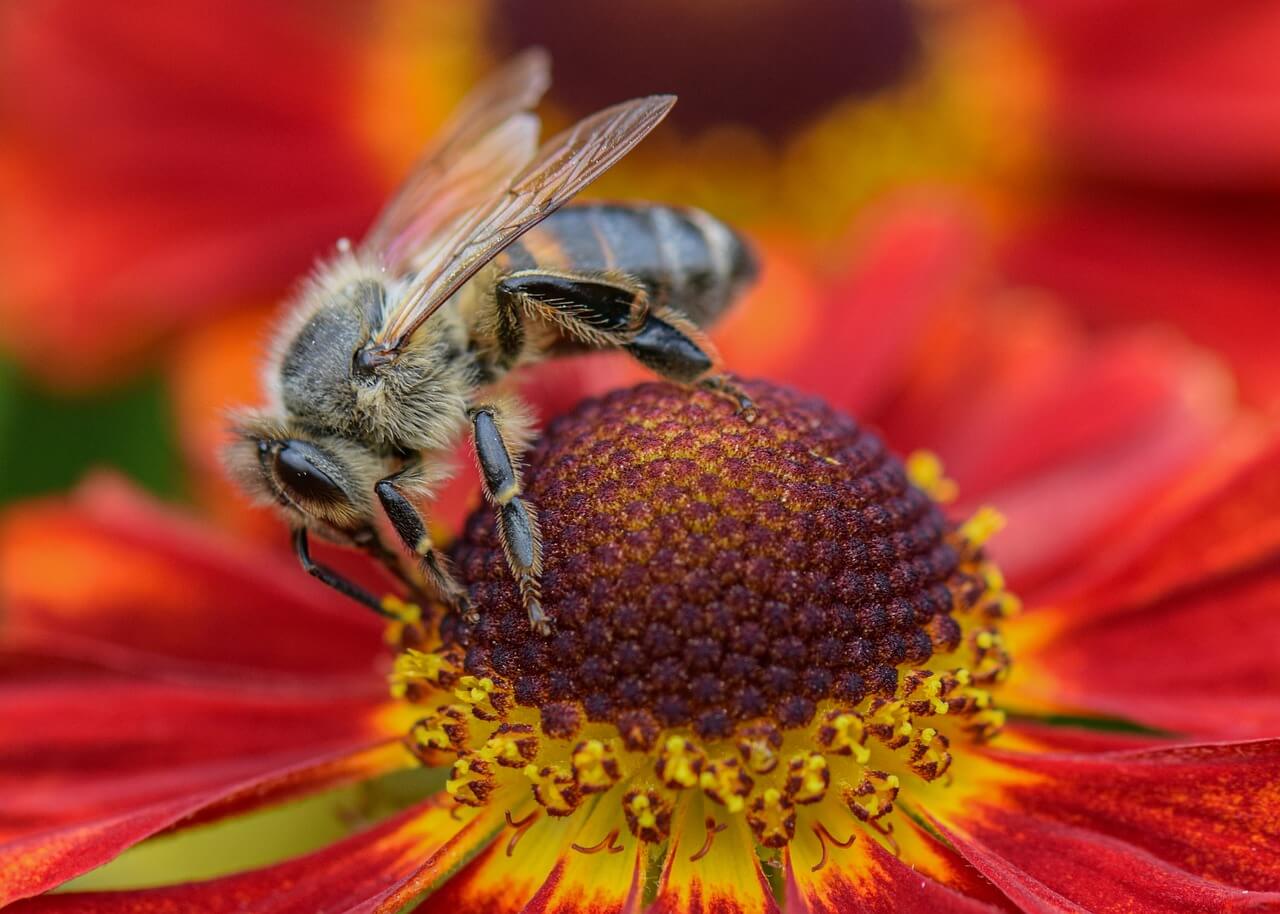 Sustainable Beekeeping Practices - MACODEV